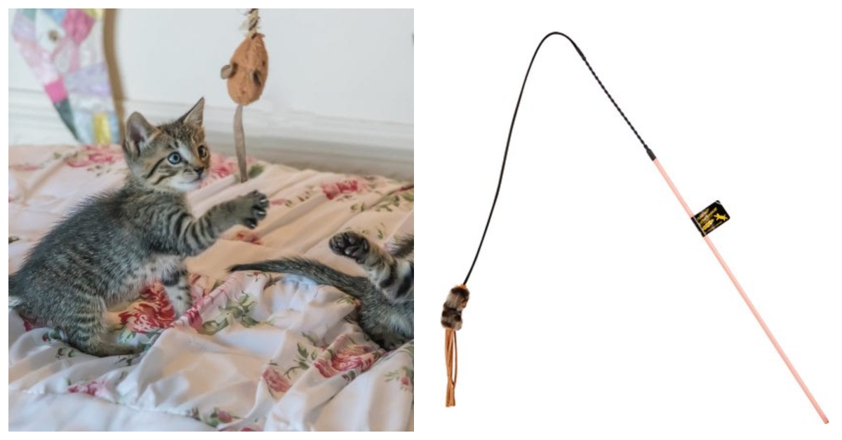 These Methods Will Help You Strengthen Your Bond With Your Cat ...