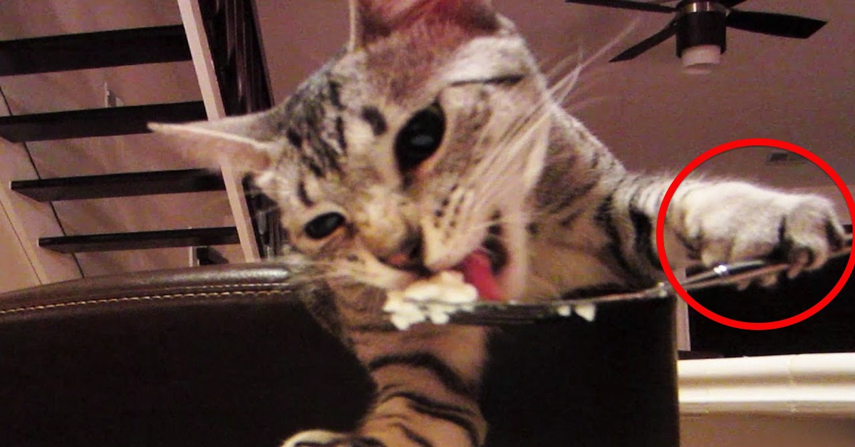 Snobby Cat Refuses To Eat Unless He's Holding A Fork! Is This Real ...