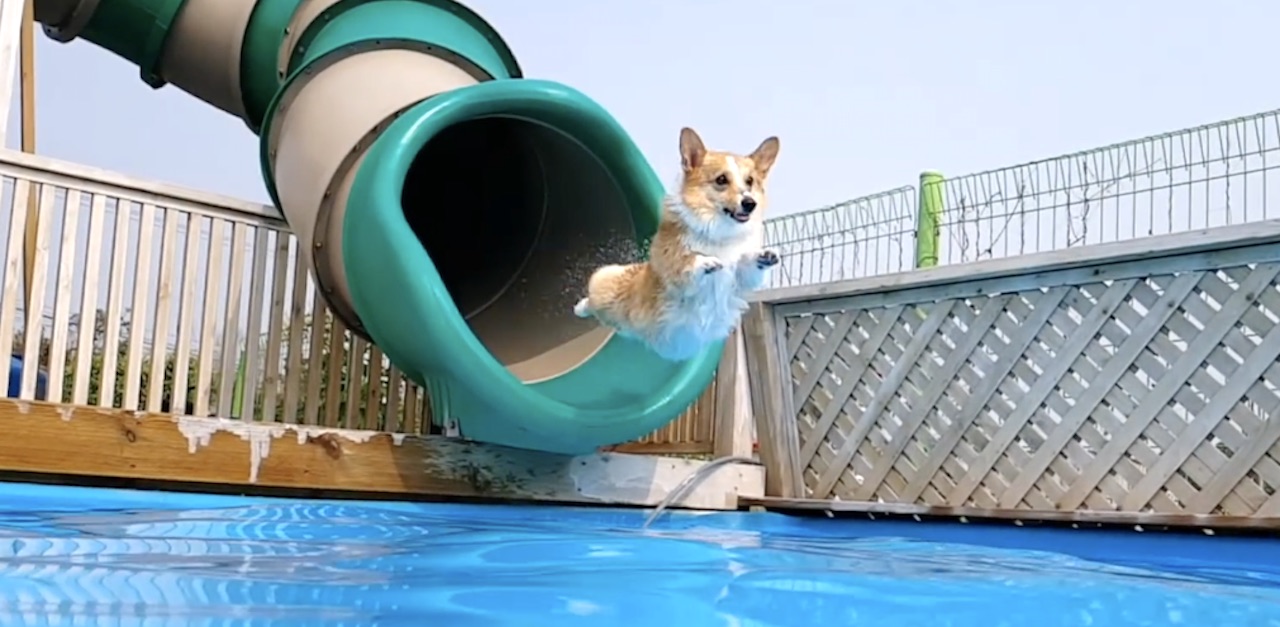 2 Corgi Puppies Spot Their Friend In The Pool. When They Do THIS ...
