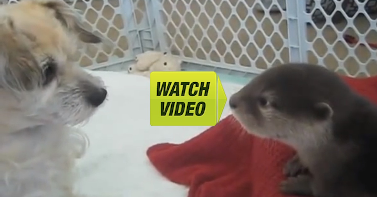 AWW, Dog And Otter Meet For The First Time! They Have The Most ADORABLE ...