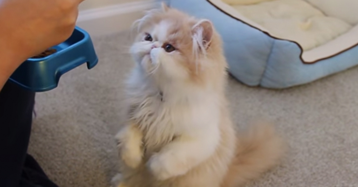 A Cat Eating With Chopsticks!? Now I've Seen It All! You Gotta See This ...