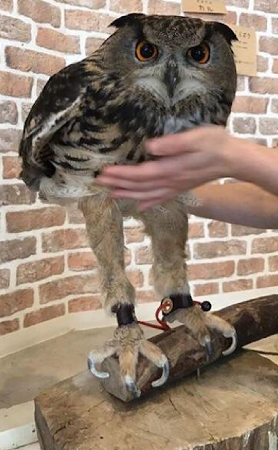 Too hot, Owl Melted : r/Owls