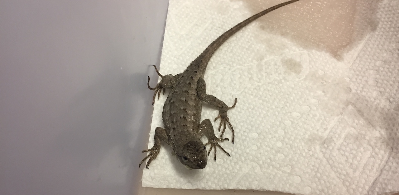 Glue Traps Catches Lizard In Painful Situation Before Rescue ...