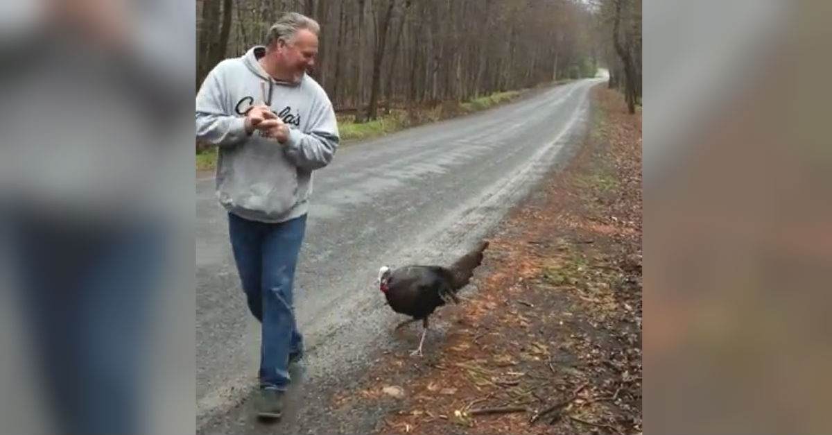 They Spot A Wild Turkey On The Road, Now Keep An Eye On Him When The ...