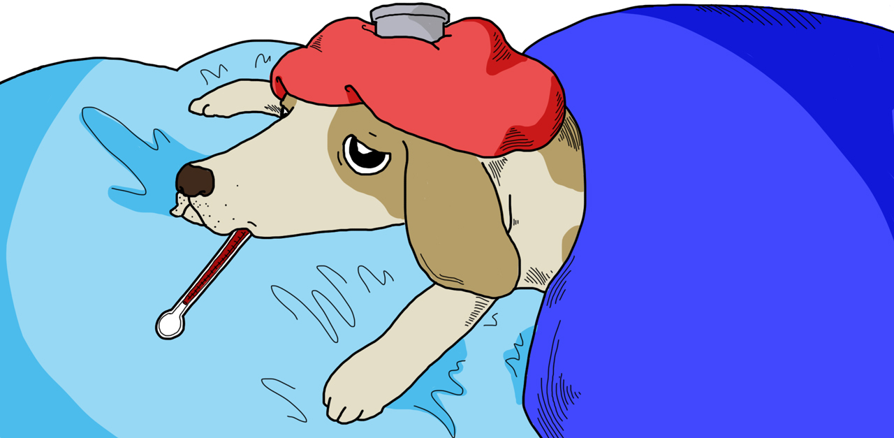 8 Subtle And Alarming Signs That Your Dog Might Have A Fever ...