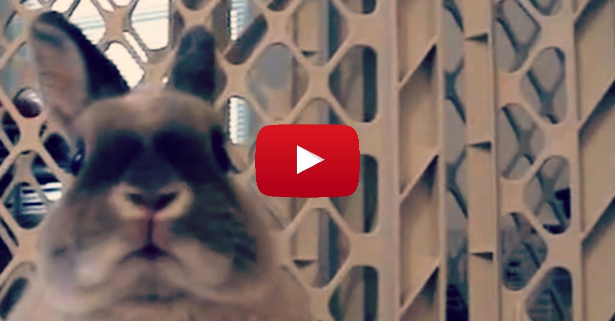HYSTERICAL!! This Bunny Goes On An Absolute Rampage, And I Can't Stop ...
