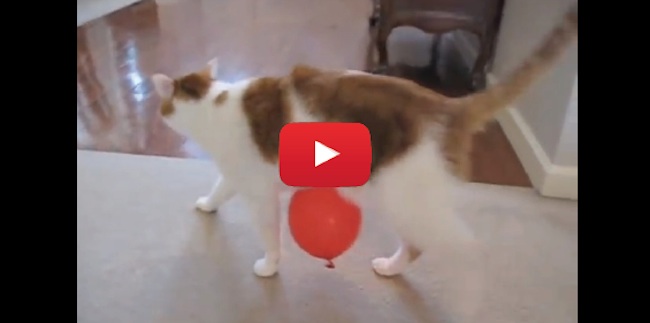 This Static-Filled Cat Keeps Getting In Sticky Situations! You Have To ...