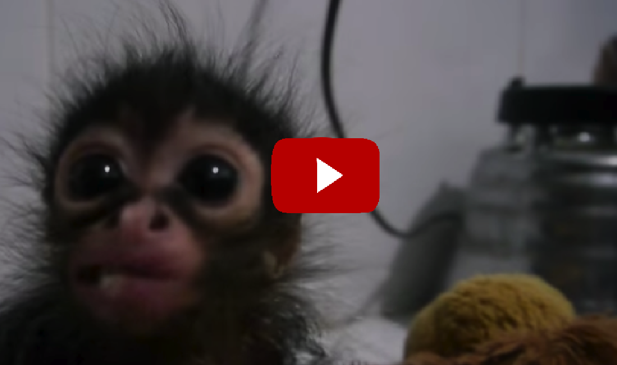 I'm Speechless! They Rescued A Baby Monkey And He's The Sweetest ...