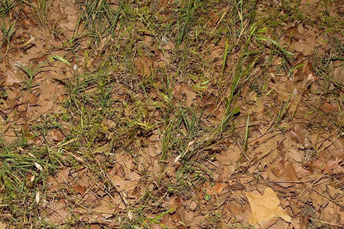 Copperhead Snake Is Impossible To Spot In Leaves | LittleThings.com