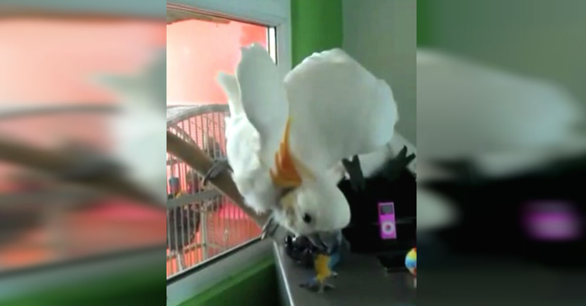 Cockatoo Dances Her Heart Out To "Uptown Funk" | LittleThings.com