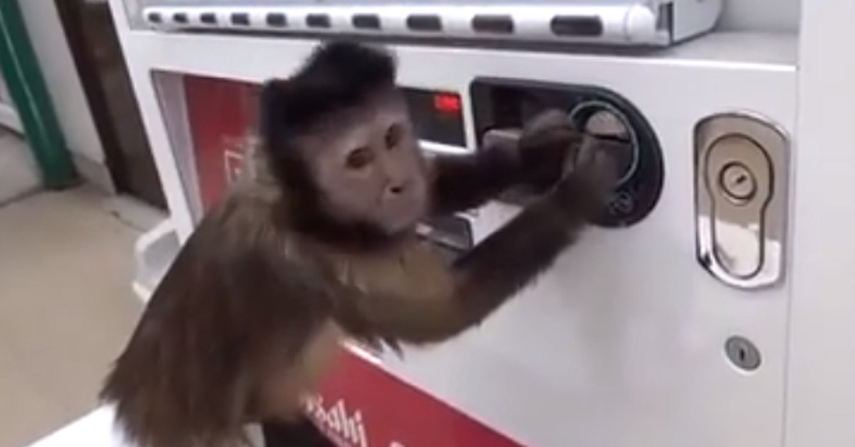 They Gave This Monkey A Coin, But I Never Expected Him To Do THIS With ...