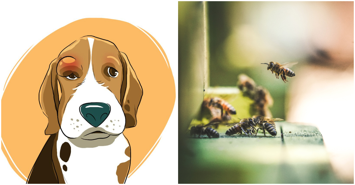 What To Do For A Puppy Bee Sting | LittleThings.com