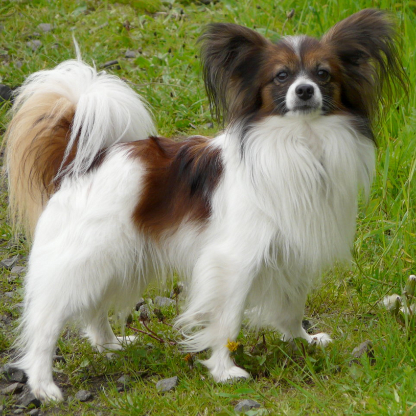 59 Best Small Dog Breeds That Stay Small And Look Cute Forever ...