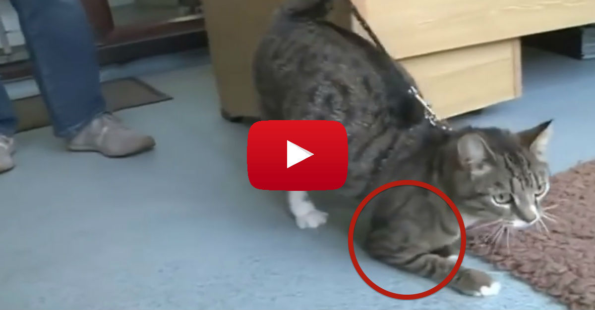 This Paralyzed Cat Is Finally Learning To Walk, And You'd NEVER Guess ...