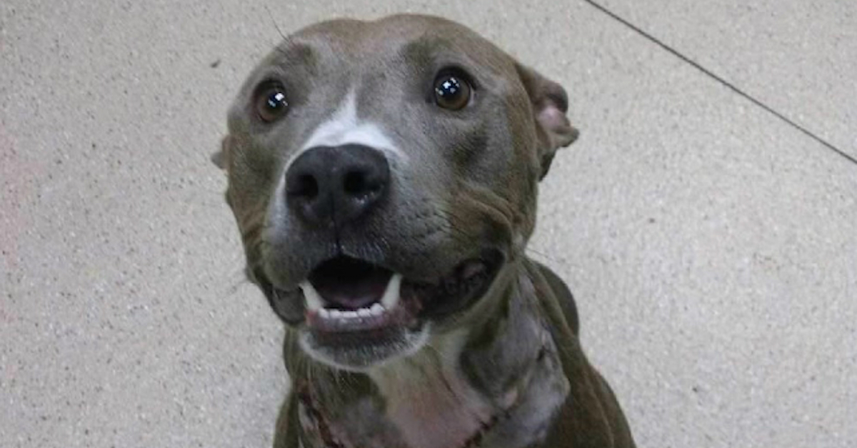 They See A Sick Pit Bull Roaming The Streets. But Then They Realize ...