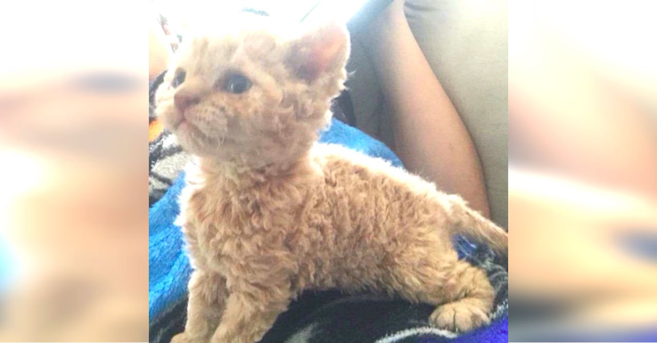Orange Kitten With Curly Fur Takes Internet By Storm | LittleThings.com