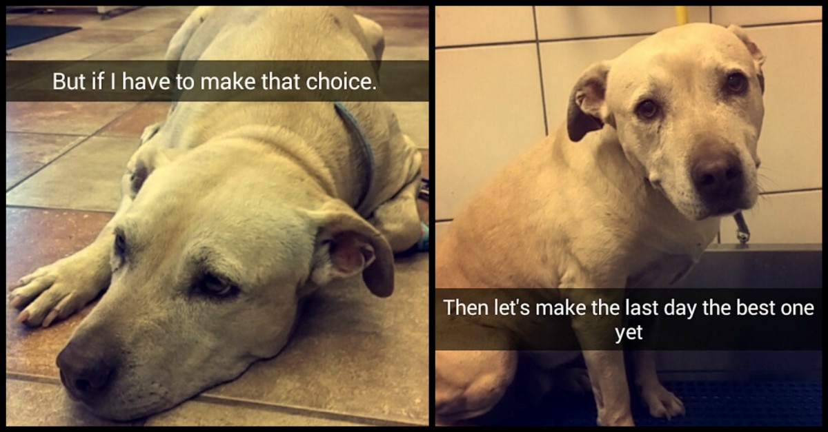 Owner Documents Dog's 'Last Best Day' | LittleThings.com