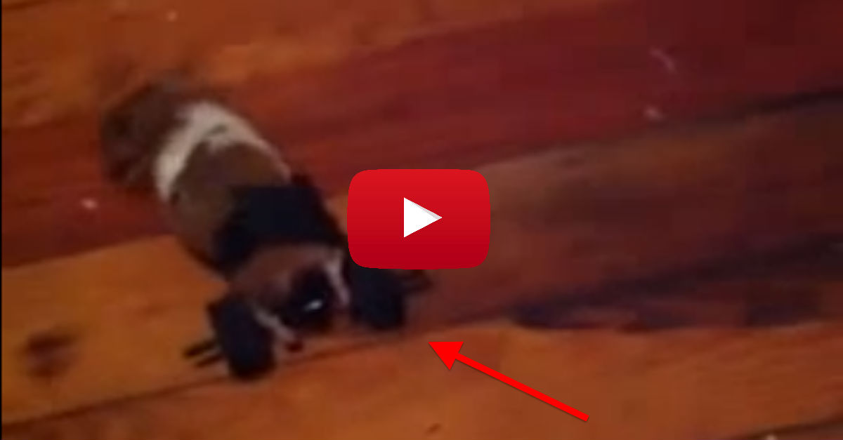 Their Hamster Was Paralyzed And Couldn't Walk, So This Family Did ...