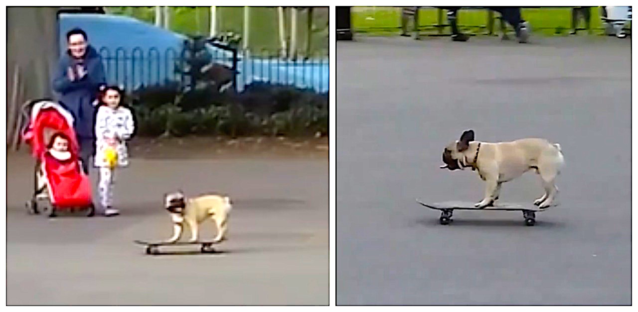 Cool Pug Riding A Skateboard Attracts A Crowd In Park | LittleThings.com