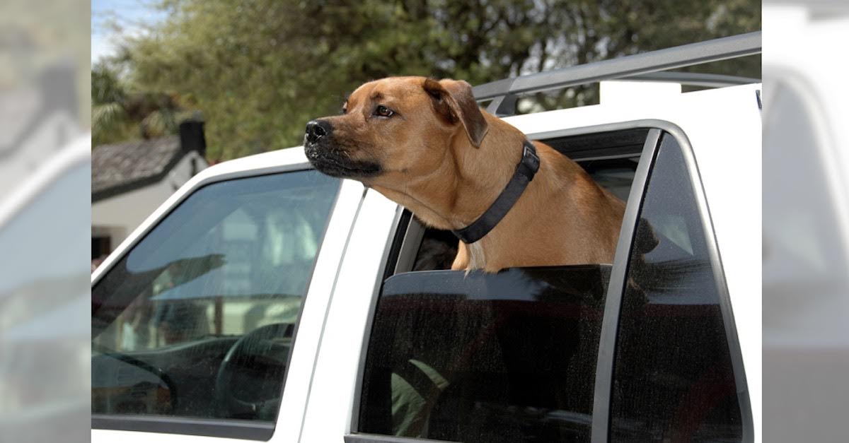 Never Let Your Dog Hang Their Head Out The Car Window | LittleThings.com