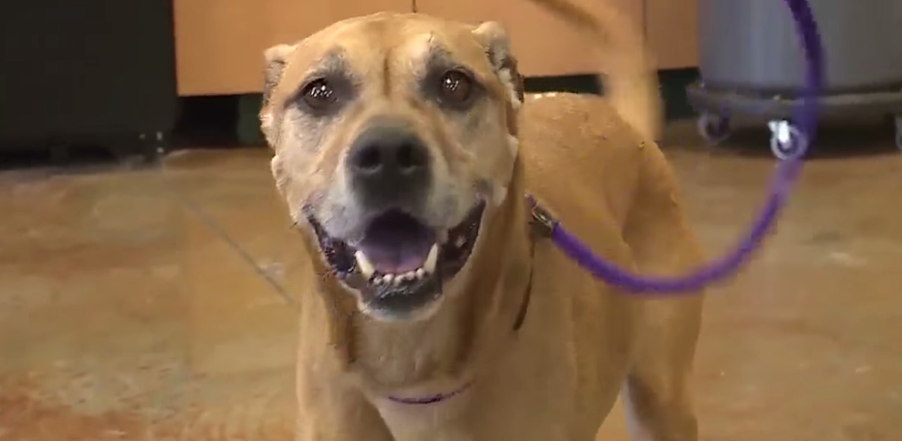 Dog Chained To Cinder Block Is Rescued | LittleThings.com