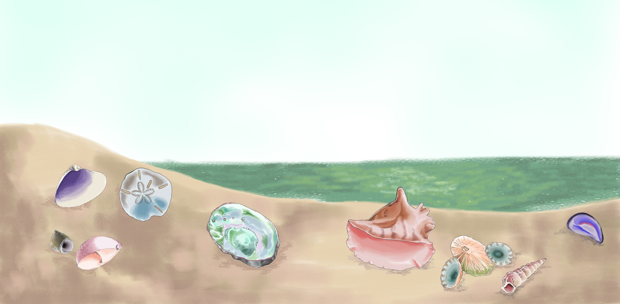 The Seashells You Collect Reveal Everything About You | LittleThings.com