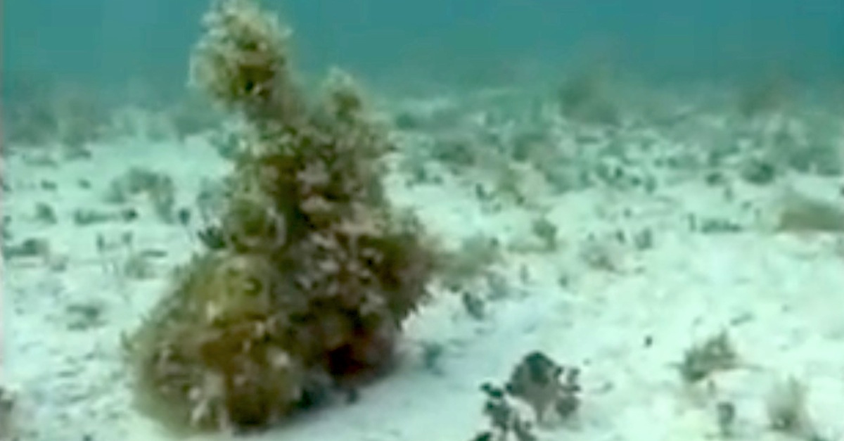 Keep Your Eye On This Algae Plant, Because It's About To Blow Your Mind ...