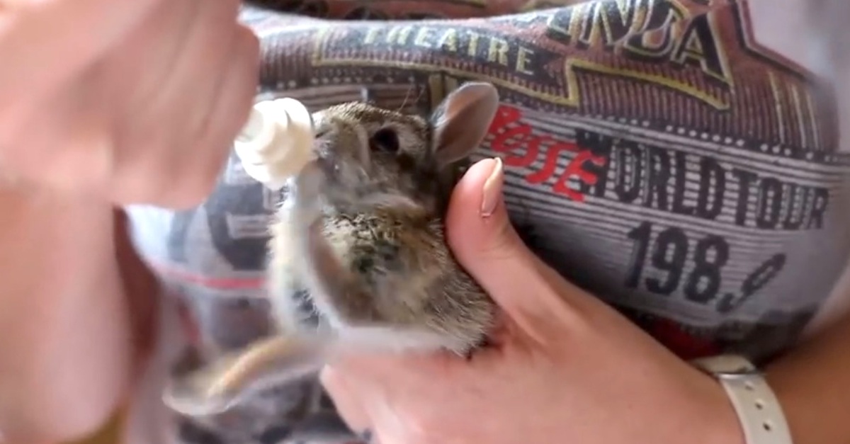 She Gives This Rescued Baby Bunny A Bottle, And Its Reaction Is ...