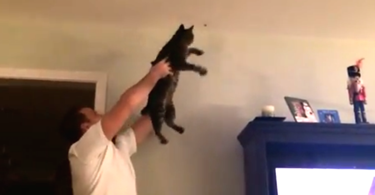 He Lifts His Cat To The Ceiling. In Seconds, I Was CRACKING Up ...
