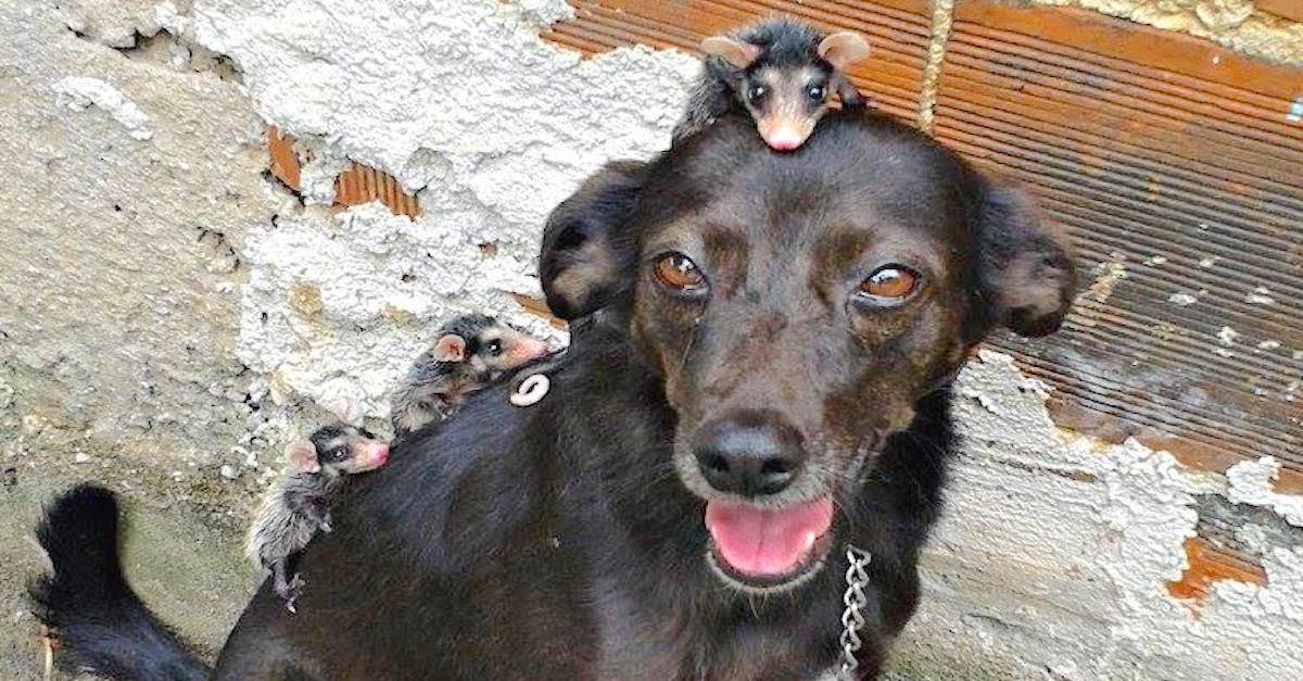 This Dog Walks Around Town With Baby Possums On Her Back For One ...
