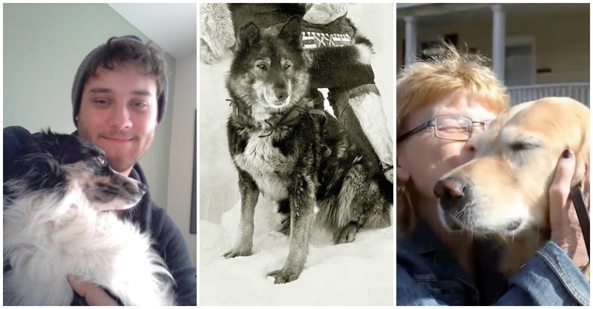 11 Heroic Dog Stories That Prove How Loyal They Truly Are ...