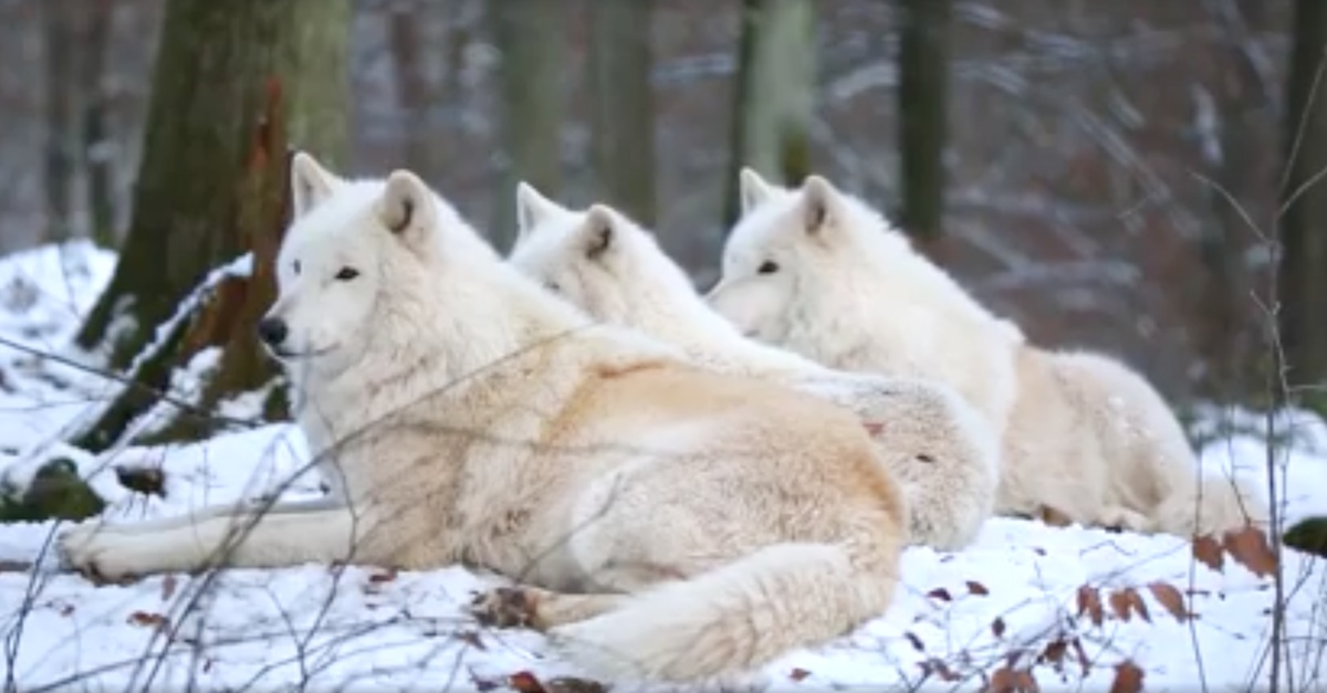 She's Filming 3 Arctic Wolves. But Keep Your Eyes On The Guy In The ...