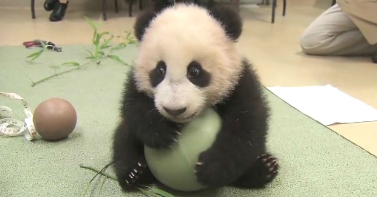 Panda Clings To His Favorite Toy, Now Watch His Paws When They Try To ...