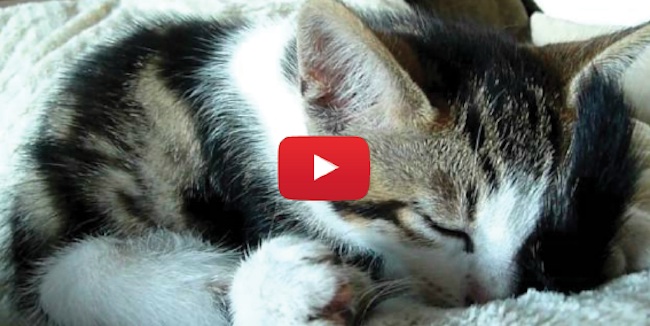 Um, I Didn't Know Cats Could Stretch Like THIS! Look At Her Adorable ...