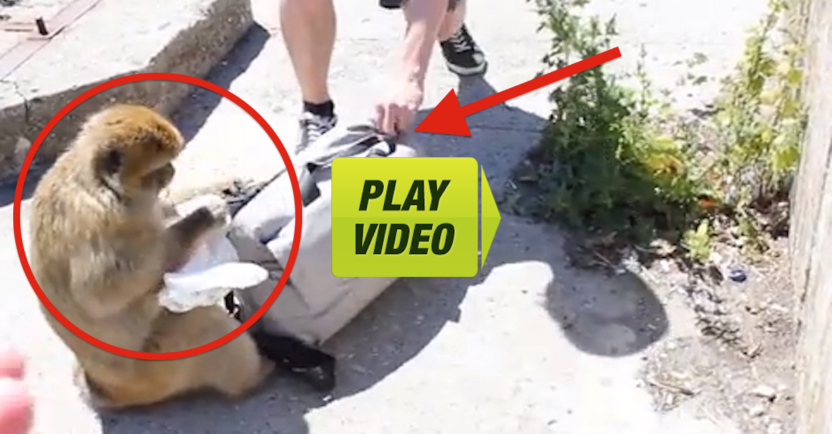 This Monkey Did The Funniest Thing To Me, I Can't Be Mad ...