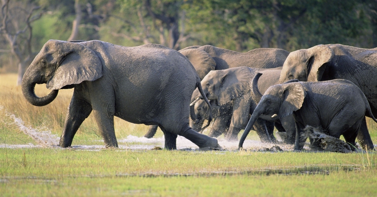 Elephants Show AMAZING Compassion For Their Friends In Need. SO ...
