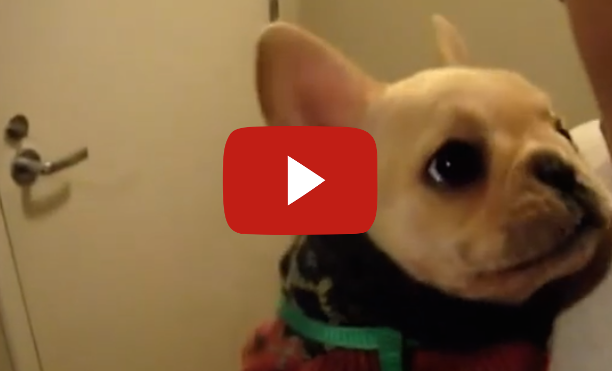 This Frenchie Can Talk! You Won't Believe What He Says, I'm In Shock ...