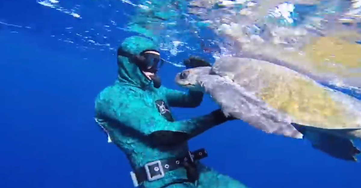 Sea Turtle Shows Gratitude For Being Rescued In The Most Amazing Way ...