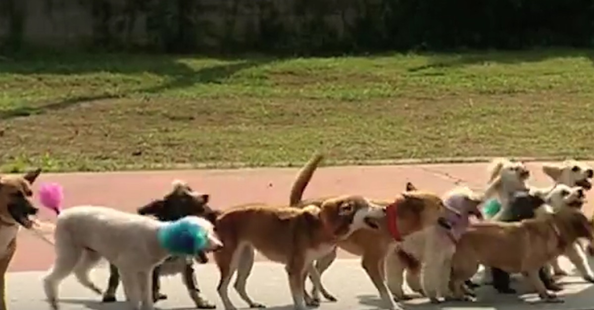 Thirteen Dogs Line Up In A Field... Now, Keep An Eye On The Silly Pup ...