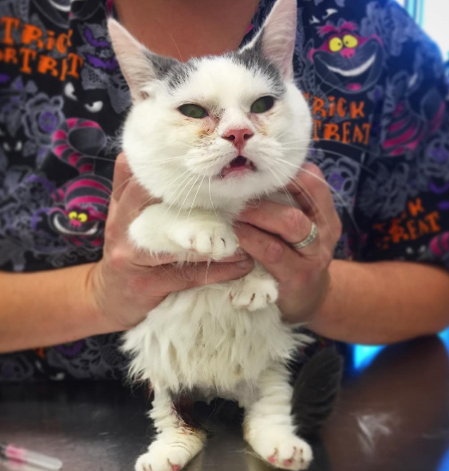 No One Wanted Blind Cat Dumped At Shelter Covered In Urine, Then 3,000 ...