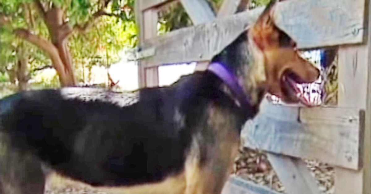 Dog Runs Away Every Single Day. When Mom Discovers Where She Goes, She ...
