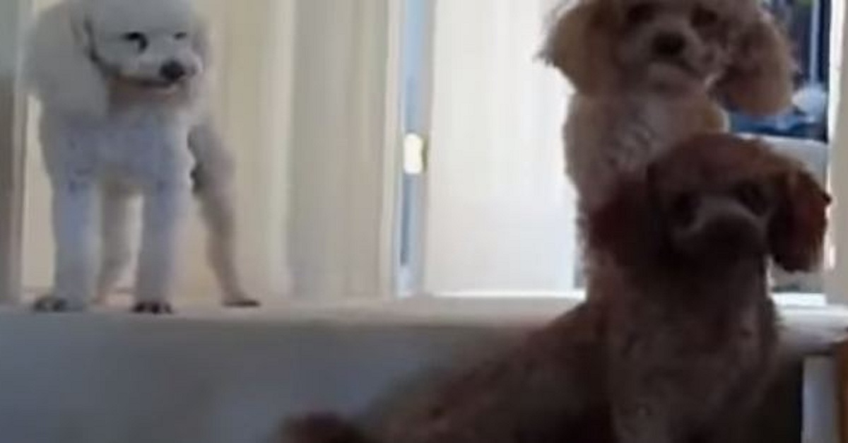 3 Dogs Did Something Bad, But Only One Is To Blame... Can You Guess Who ...