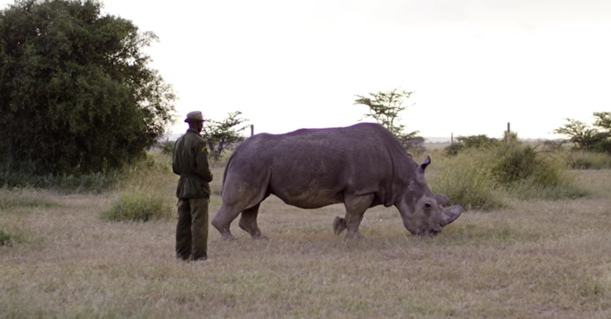 Man Tirelessly Watches A Rhino 24 Hours A Day To Protect Him From This ...