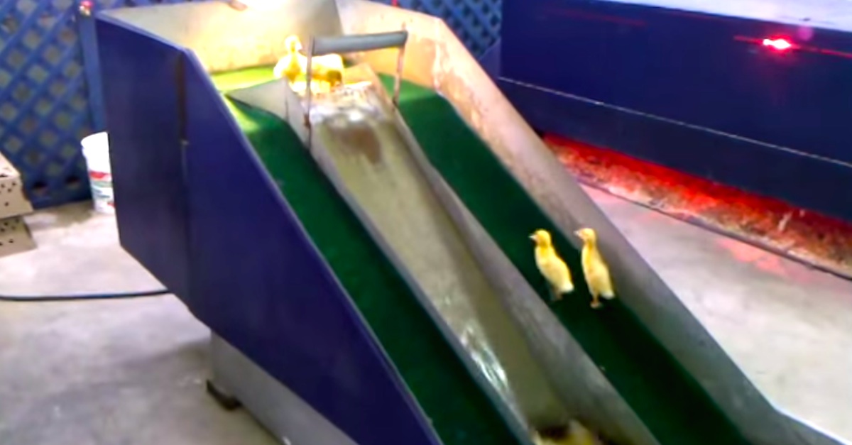Tiny Ducklings Climb Up The Side Of A Slide... Now Watch The One At :09 ...