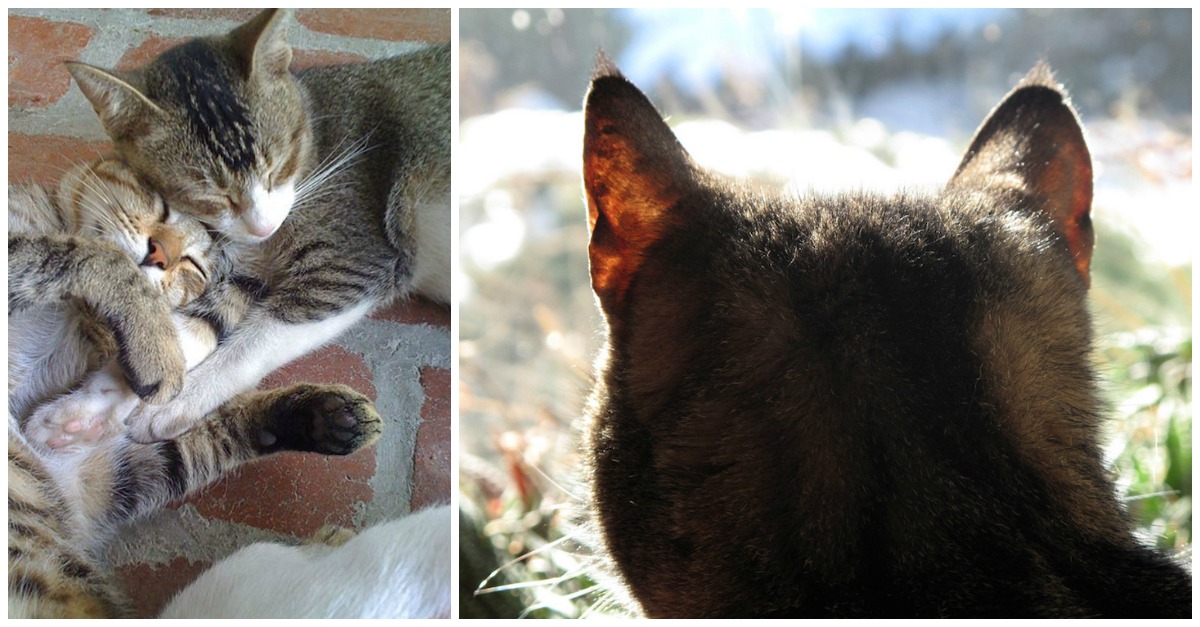 11 Weird Cat Facts You Probably Don’t Know | LittleThings.com