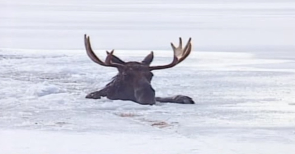 Rescuers See A Huge Moose Stuck In The Ice, But When They Come Up With ...