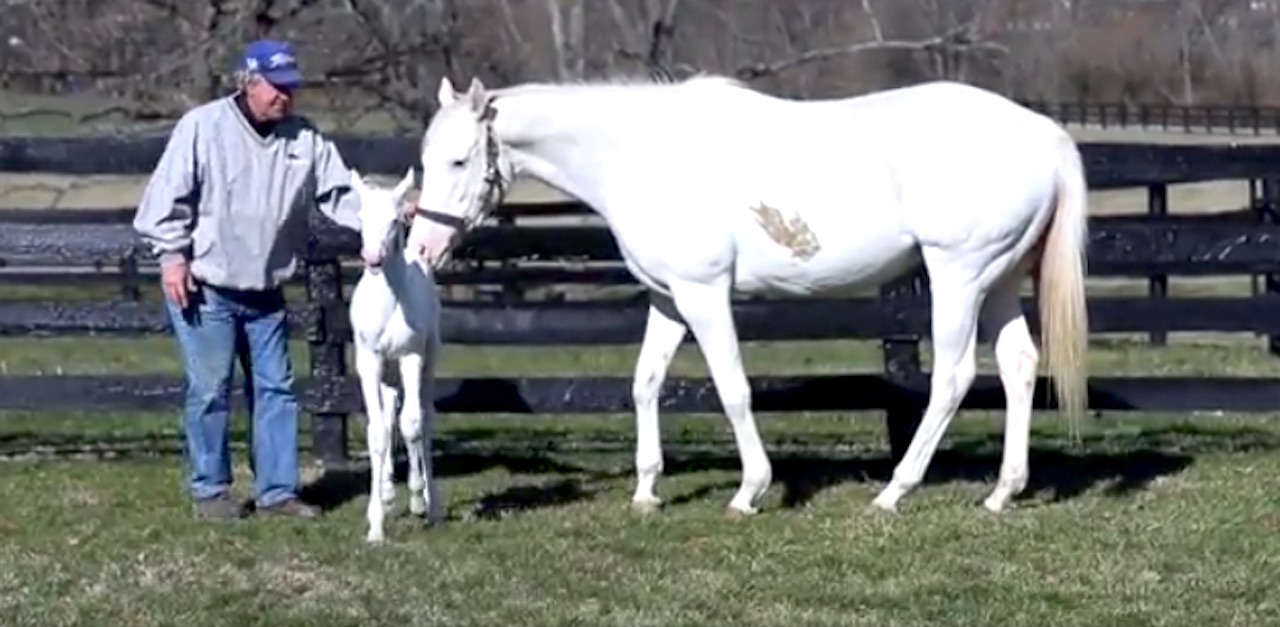 All-White Mare Gives Birth To Rare Filly | LittleThings.com