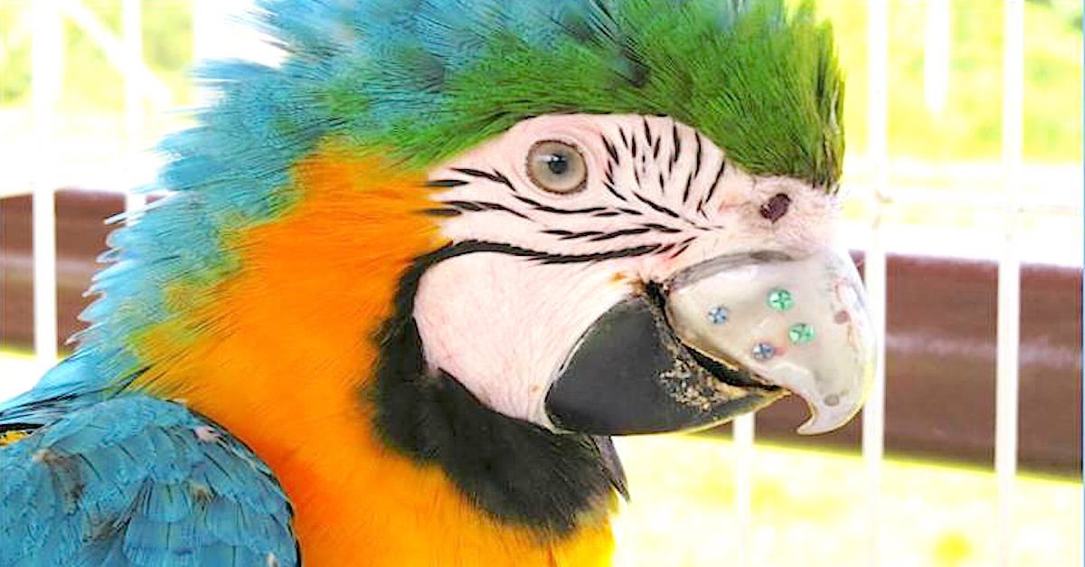 They Find A Starving Bird Born Without A Beak. You Won't Believe What ...