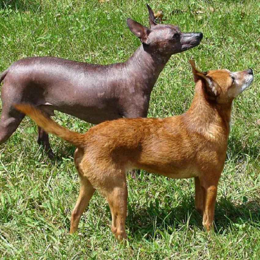 Check Out These Hypoallergenic Dogs: 28 Dogs That Don’t Shed ...