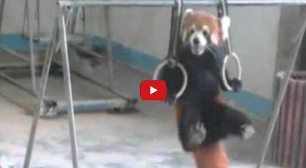 I Didn't Know Animals Could Train For The Olympics! Watch This Panda Do ...